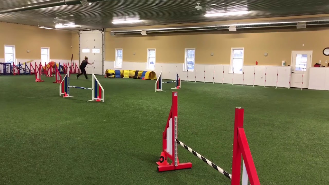 Kayl McCann & Bee-Line - Agility Training - Nov 2, 2019 - YouTube