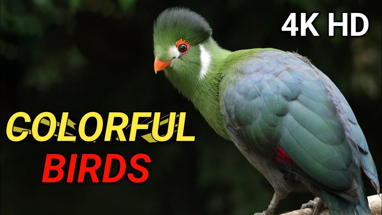 Most Colourful Birds In 4K || Most Beautiful Birds In The World || 4K ...
