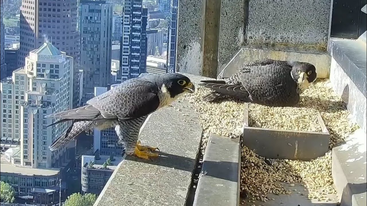 367 Collins Falcons | Male short visit to meet Mom | Oct 1, 2022 - YouTube