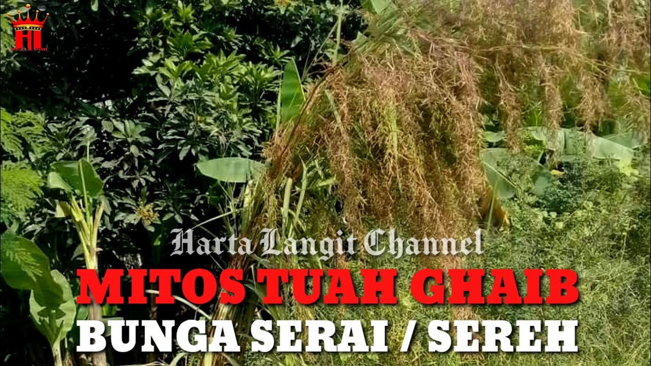 Mitos Khasiat Ghaib Bunga Serai (Kembang Sereh) - YouTube