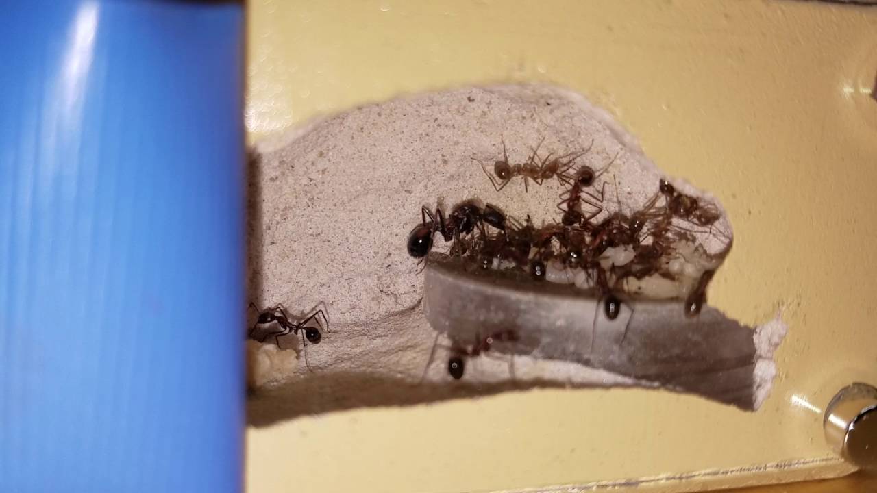 Queen Ant Give Away Youtube