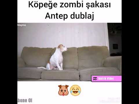 Köpeğe Zombi Şakası (Antep dublaj )