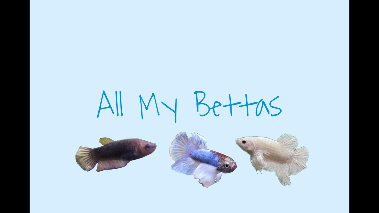 "All My Bettas" || Blazing Bettas - YouTube