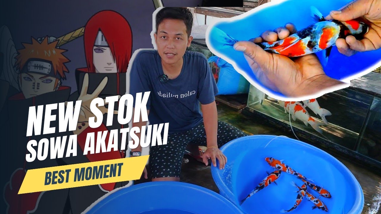 ‼️EDISI NARUTO‼️Review Koi Antik Warna Naruto Basman Koi Kediri - YouTube
