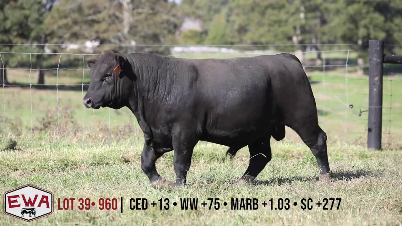 Edgewood Angus Lot 39 - YouTube