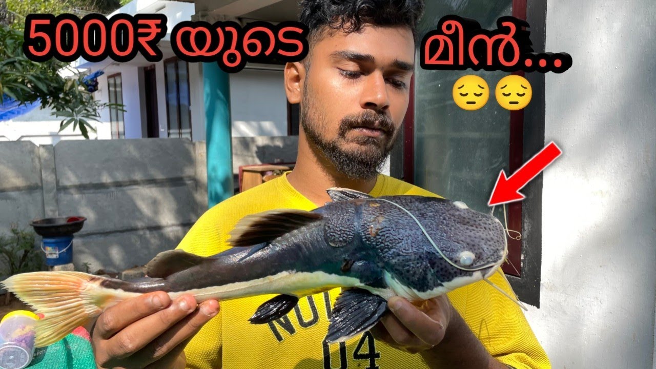 50KG ഭാരം വരുന്ന മീൻ മരിച്ചു പോയി...😔 | red tail cat fish | dead ...