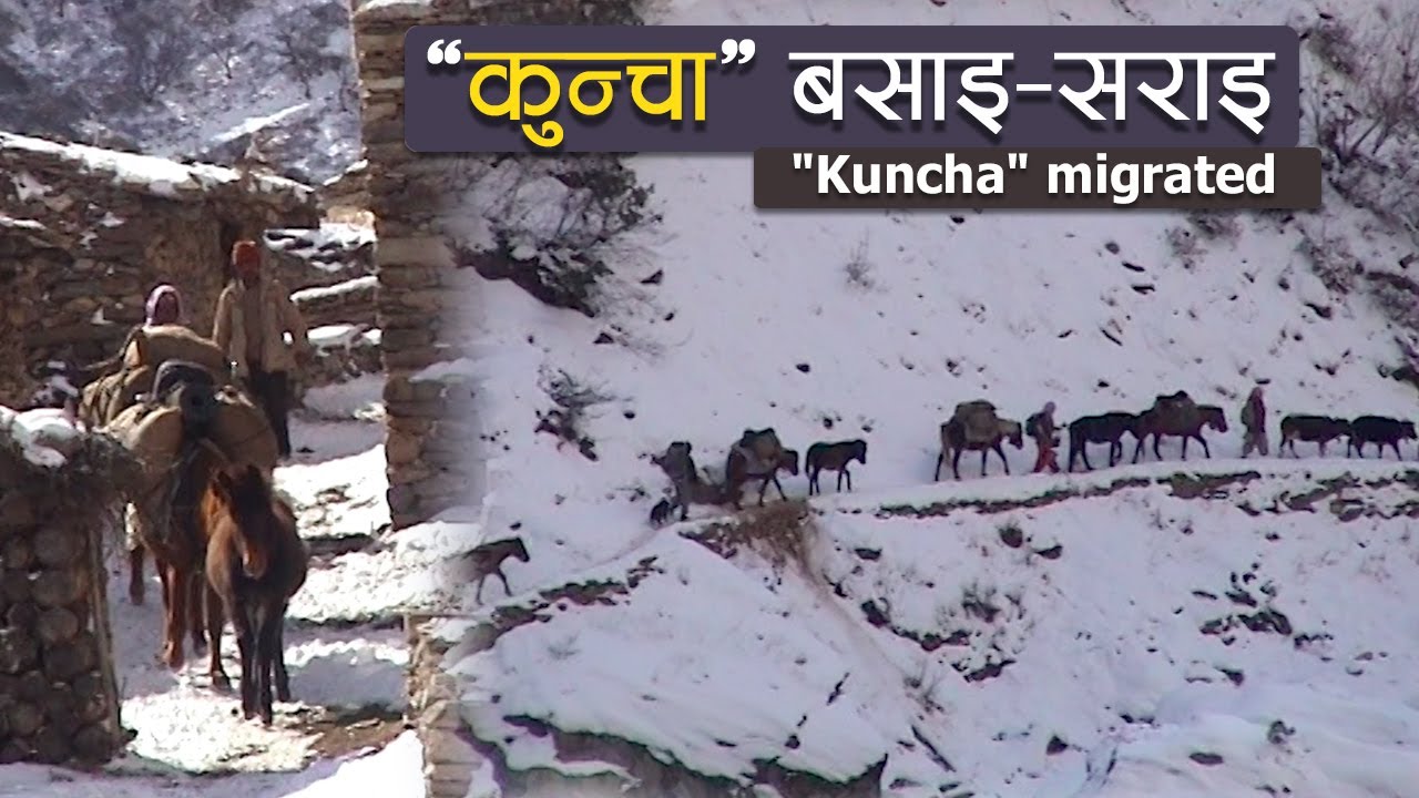 कुन्चा’’ बसाइ-सराइ | "Kuncha" migration | - YouTube