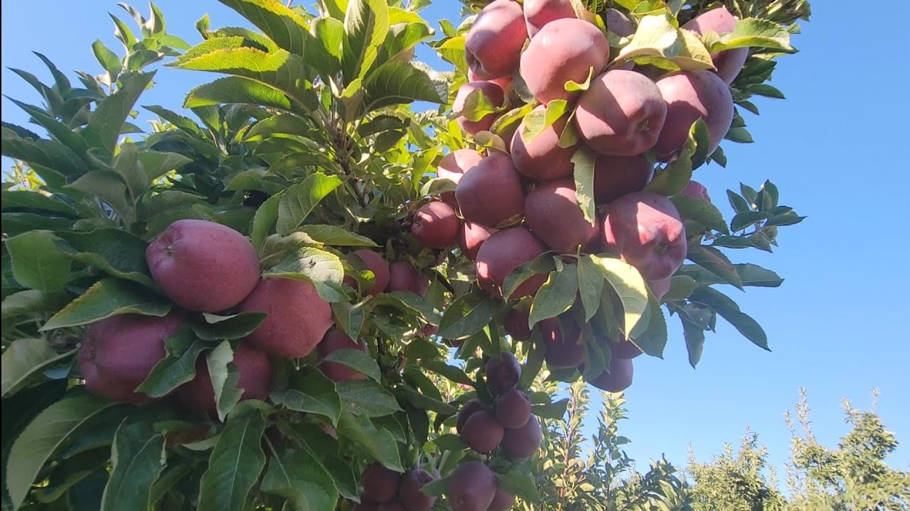 Red delicious Apple. Washington State - YouTube