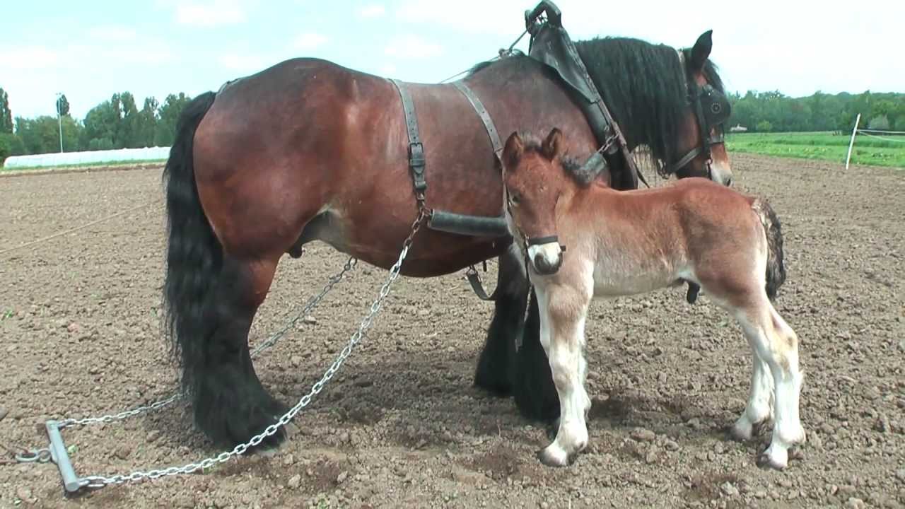 Quenelle et Dirac, chevaux de la race "Trait du Nord" - YouTube
