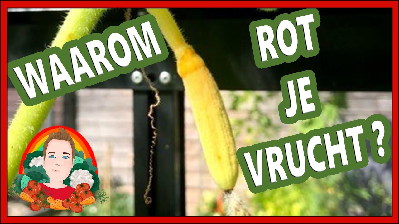 WAAROM ROT JE VRUCHT AAN DE PLANT? | Moestuin vlog 161 | - YouTube