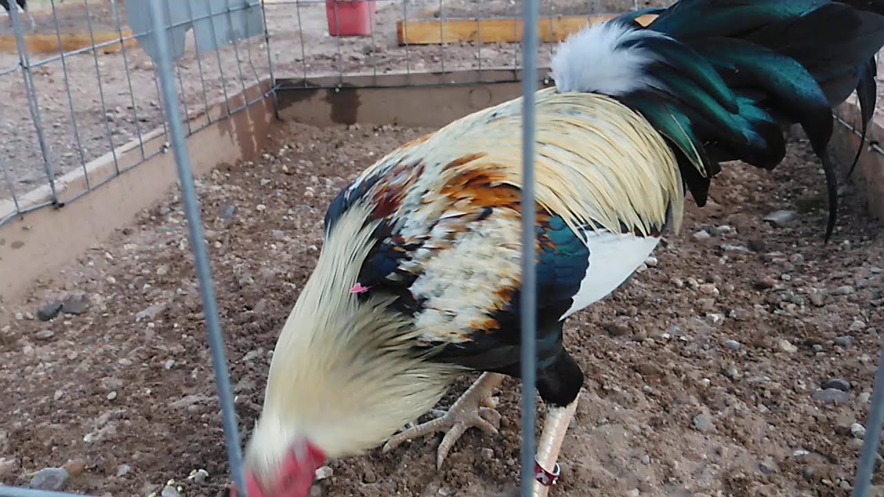 ASIL COBRA GREY STAG - YouTube