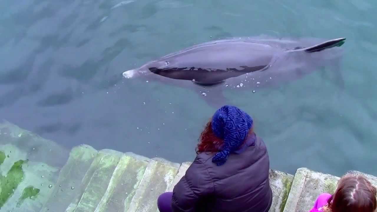 Dusty the Dolphin at Doolin Pier - YouTube