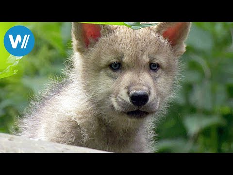 Kurt und seine Wölfe (360° - GEO Reportage)