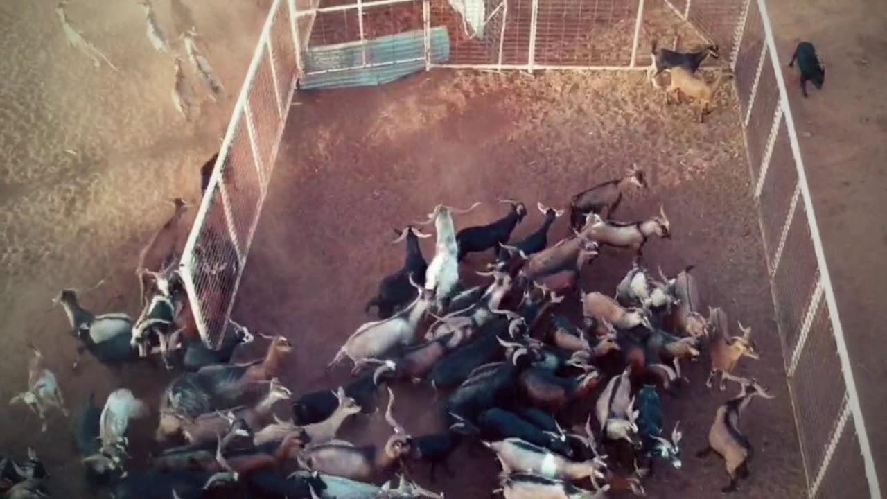 Goat Muster Australia - YouTube