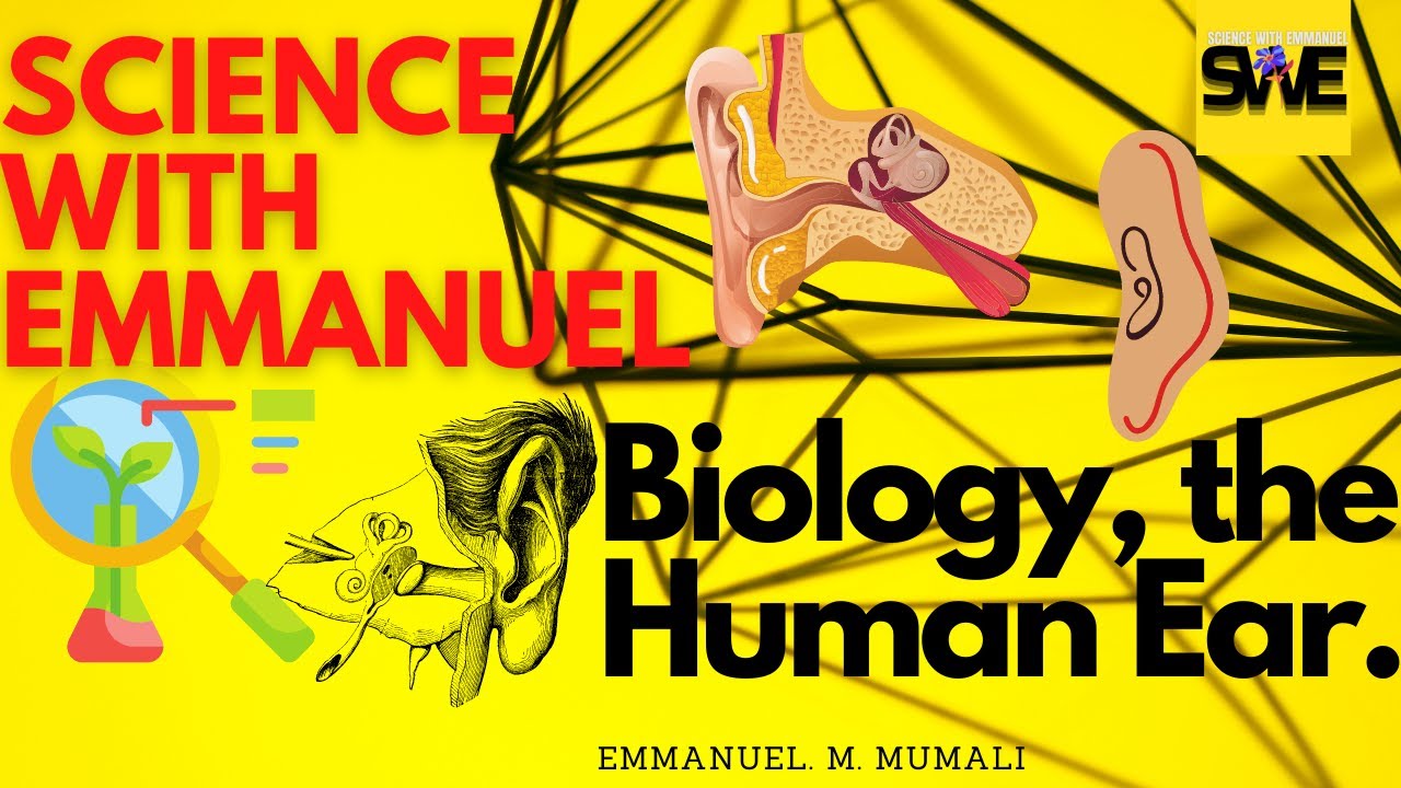 HUMAN EAR STRUCTURE AND FUNCTION GCSE IGCSE KCSE FORM 4 BIOLOGY human-ear-structure-and-function-gcse-igcse-kcse-form-4-biology