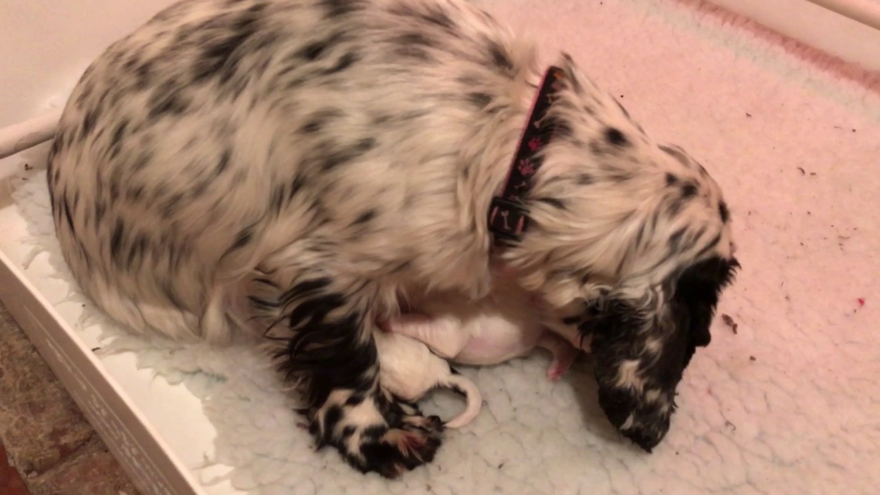 Two week old cockapoo puppies being fed-Poppies Puppies - YouTube