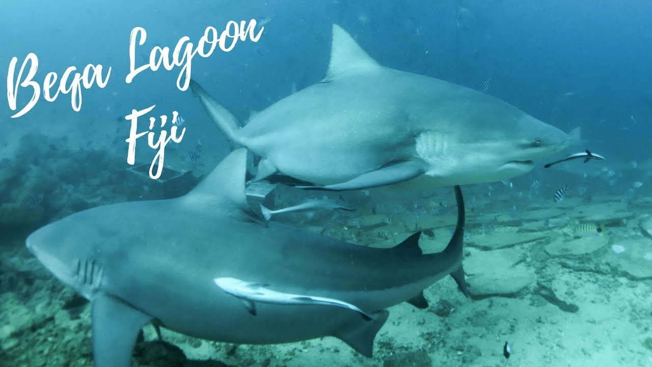 Fiji Underwater Experience | Beqa Lagoon Shark Diving | GoPro - YouTube