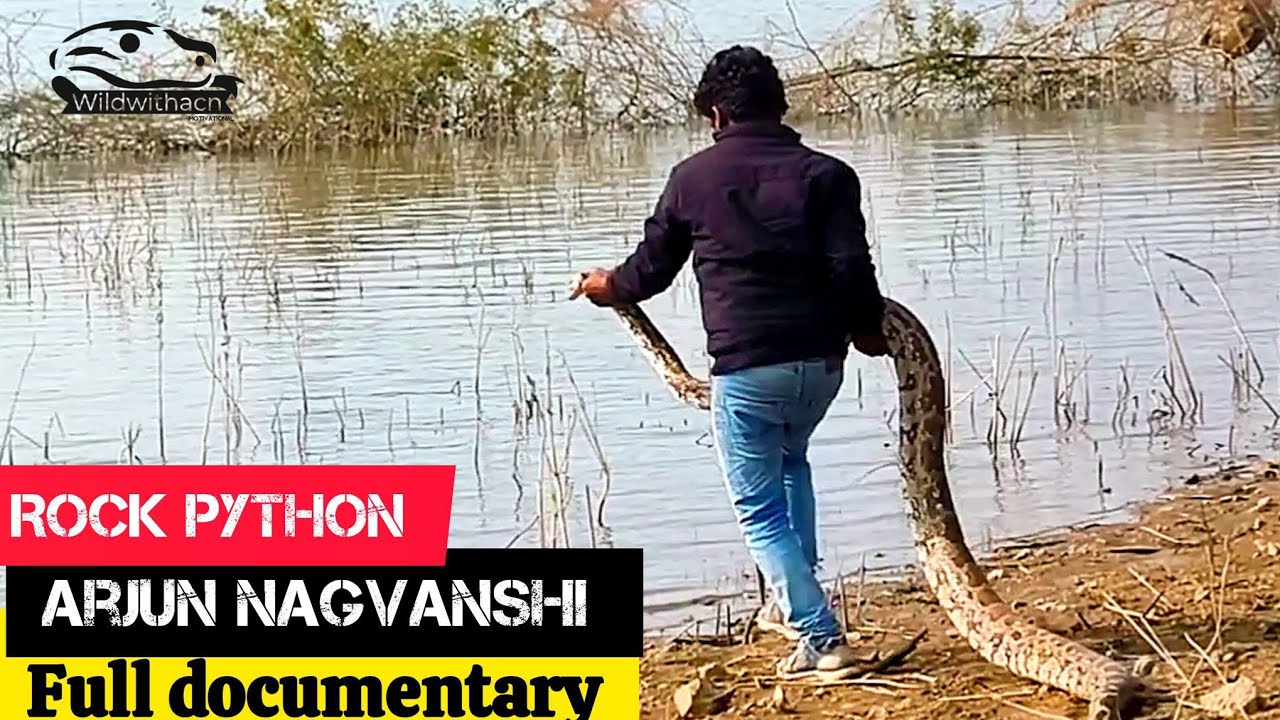 बहुत ही बड़ा भारतीयअजगर।। biggest snake in India rock python snake😱 rescue SOS.SIROHI - YouTube