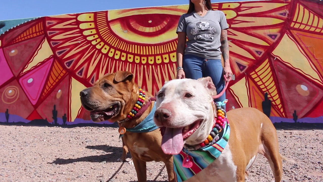 Tara's Fosters Animal Rescue Arizona - YouTube