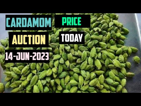 Cardamom Elaichi Auction Live Price Today 14 June 2023 - YouTube