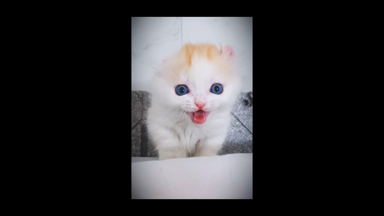 A Cute Kitten's Desperate Scream! Meow! - YouTube