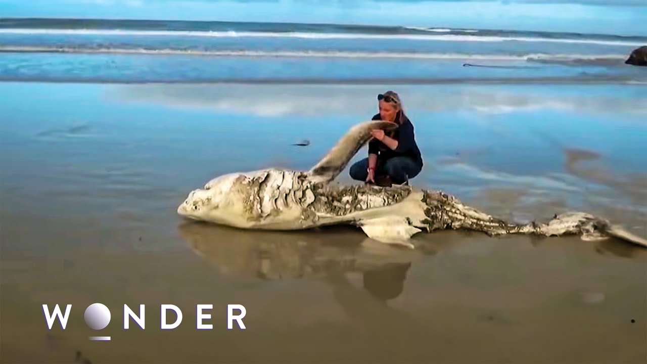 100 Million Killed: What Happens To The Ocean If All Sharks Disappear ...