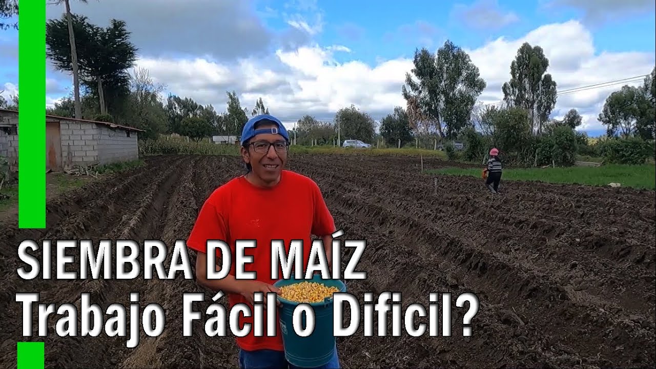 CÓMO SEMBRAR MAÍZ - CULTIVO EN EL HUERTO - YouTube