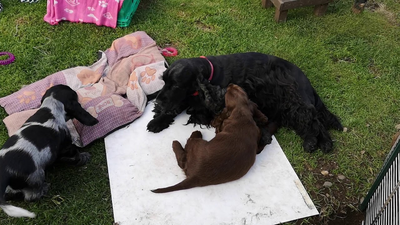 Redgranate Cocker Spaniel - 8 weeks old puppies with mother - YouTube