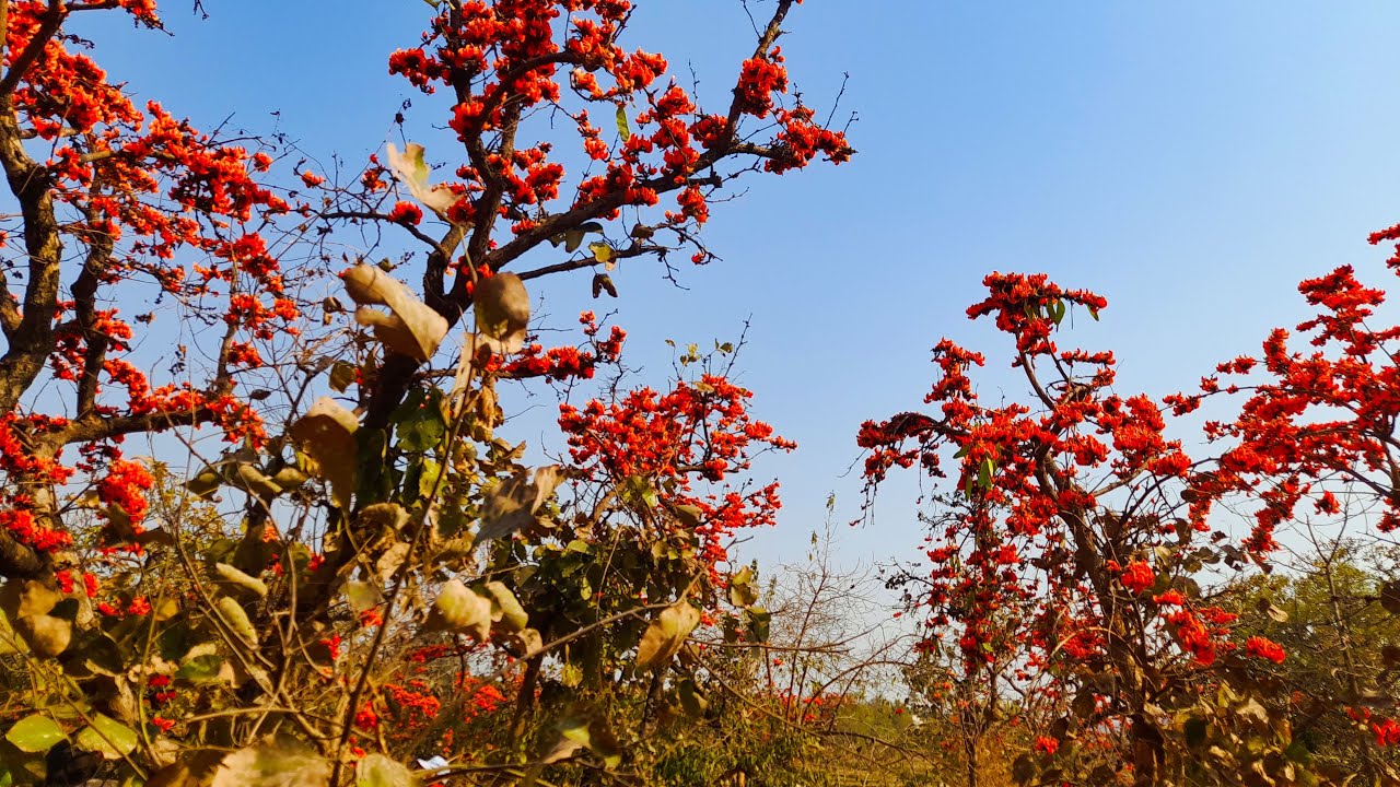 Purulia Tour Guide | Purulia Tourist Places | Purulia Tour with Palash ...