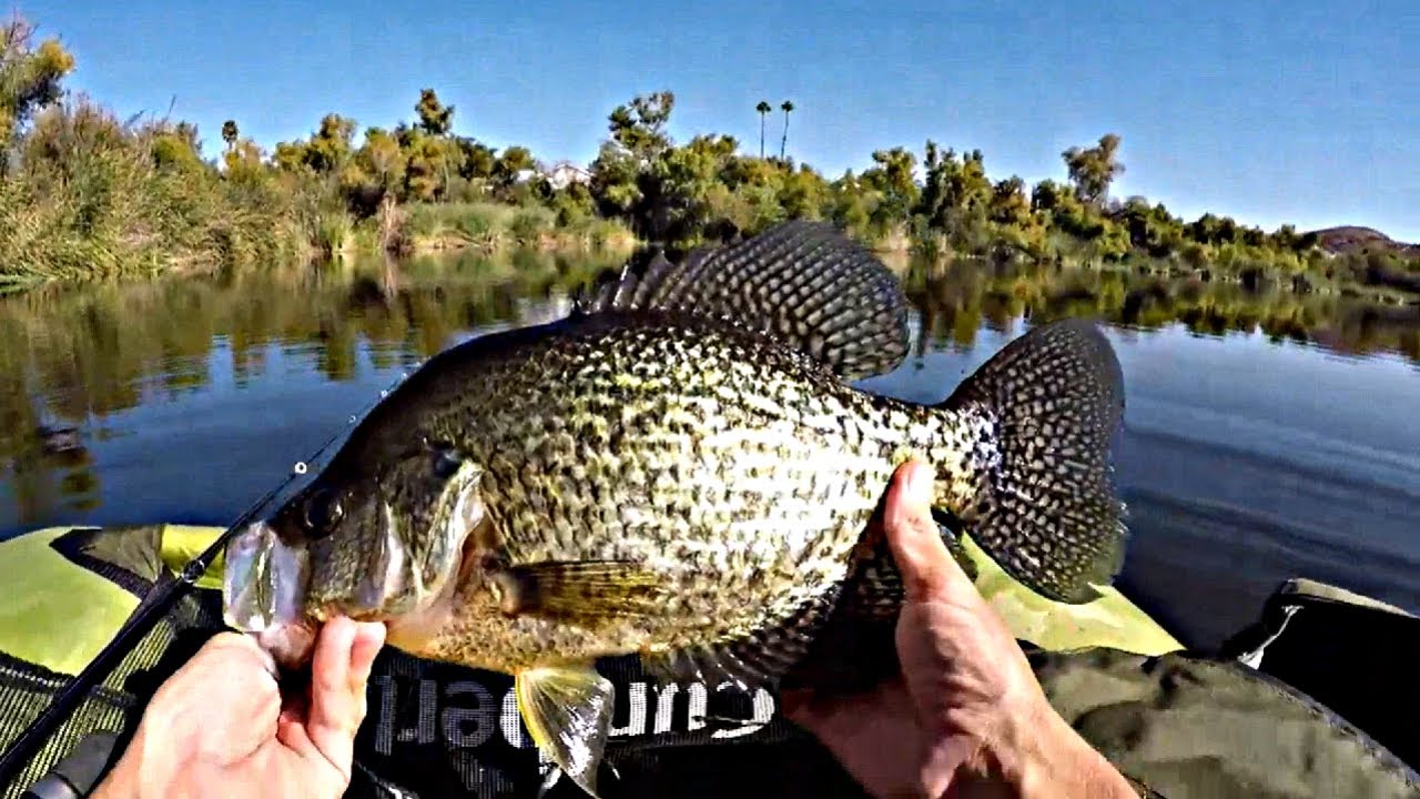 Catching Trophy size 2lb Crappie!(Record Day!) - YouTube