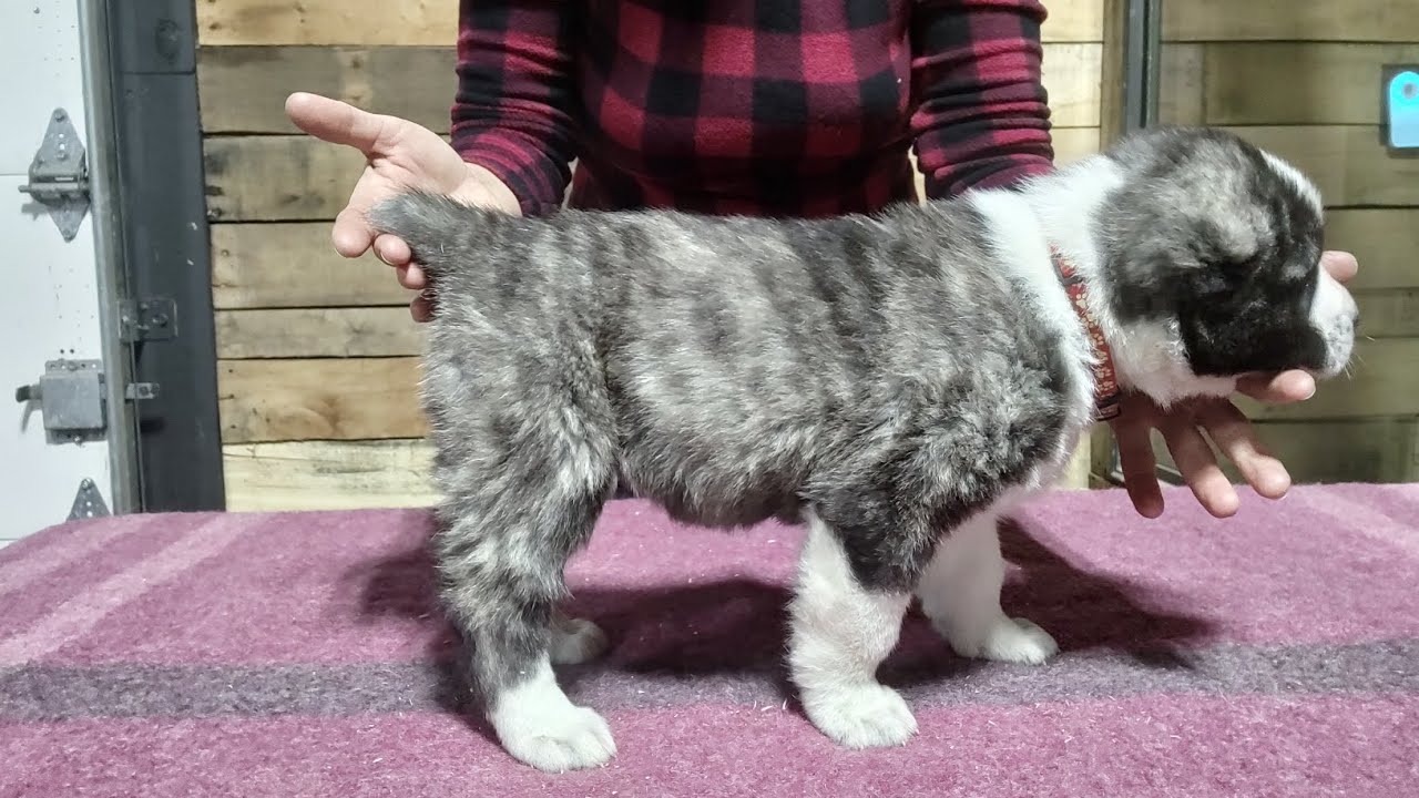 brindle tiger alabai puppy Saira #centralasianshepherd - YouTube