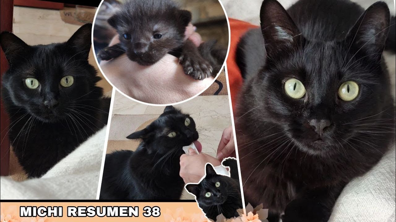 MICHI RESUMEN 38 Recopilatorio de la semana - YouTube