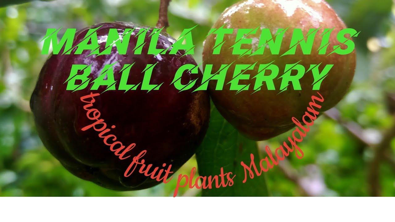 manila tennis ball cherry - YouTube