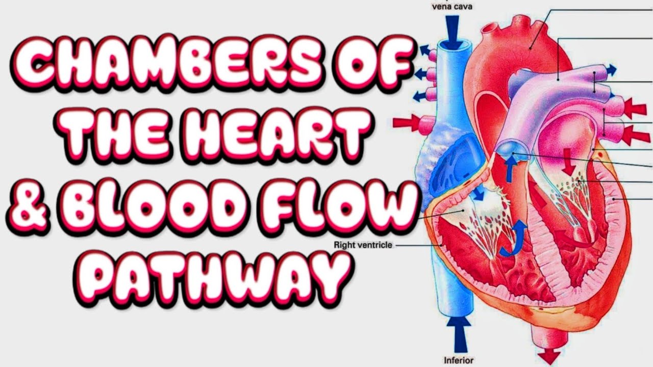 Heart Chambers & Blood Flow Pathway • Cardiovascular System - YouTube