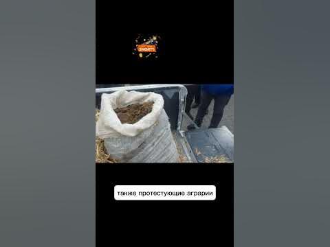 В Кишиневе Фермеры на протест принесли к правительству мешки с навозом ...