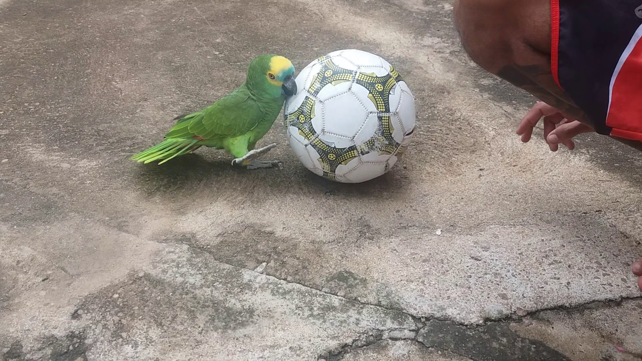 Papagaio joga bola - YouTube