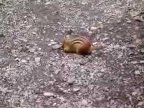 When Chipmunks Attack! - YouTube