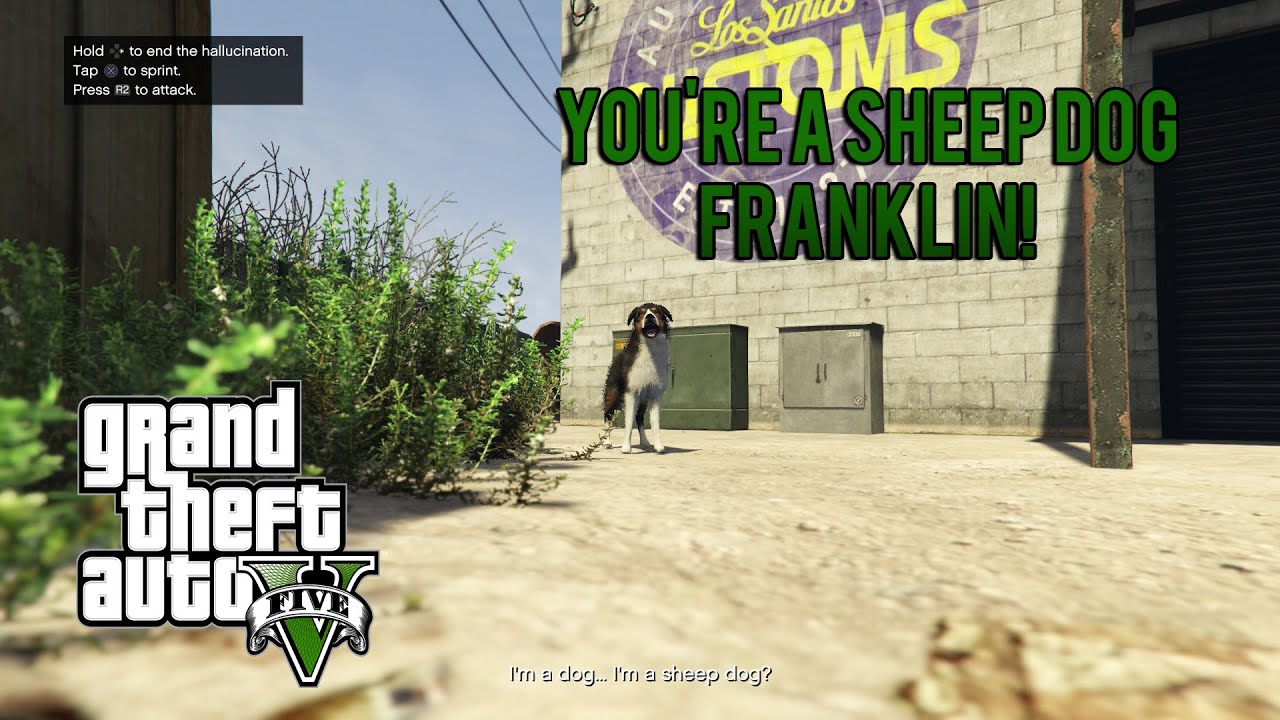 GTA V Next Gen - You're a sheep dog Franklin! (Peyote plant location #7 ...