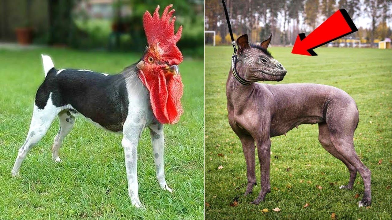 10 Most Amazing Dog Breeds YouTube 10-most-amazing-dog-breeds-youtube