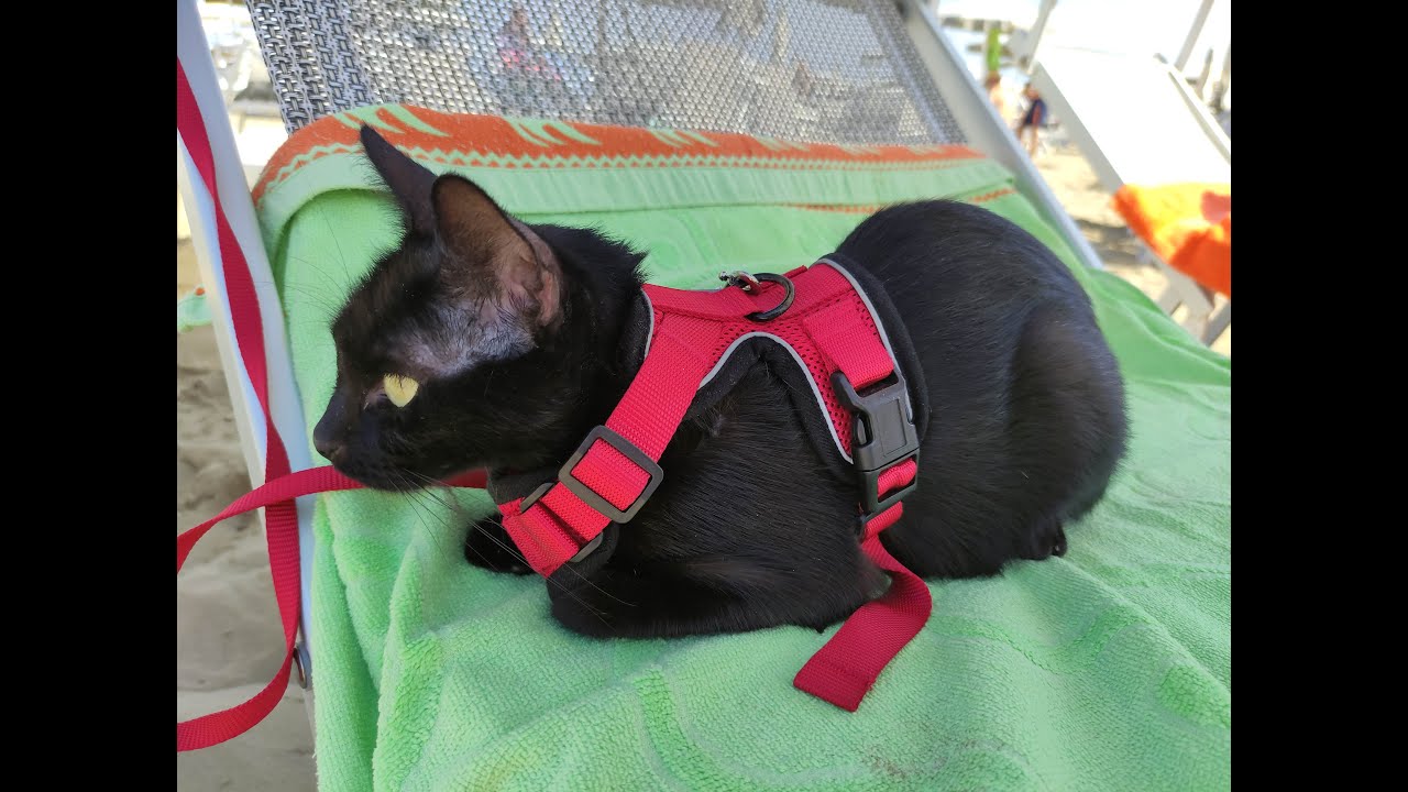 Nerina: la nostra prima gatta al mare !!! #gatto #mare #cat - YouTube
