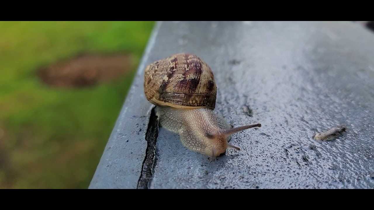 Tranquil Morning Bliss: A Big Snail's Serene Nap on the Fence, Amidst ...