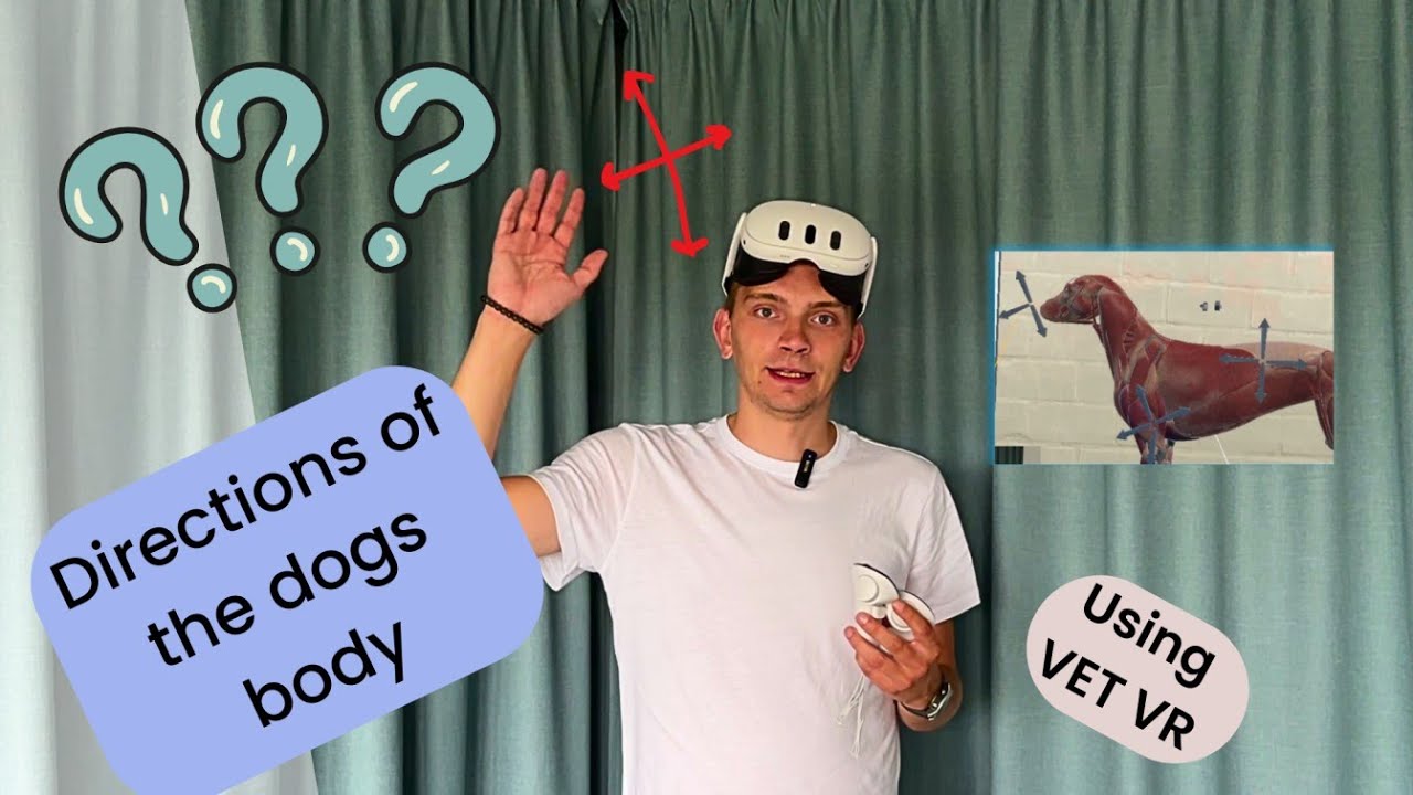 Directions of the Dogs Body (VR Canine Anatomy 101) - YouTube