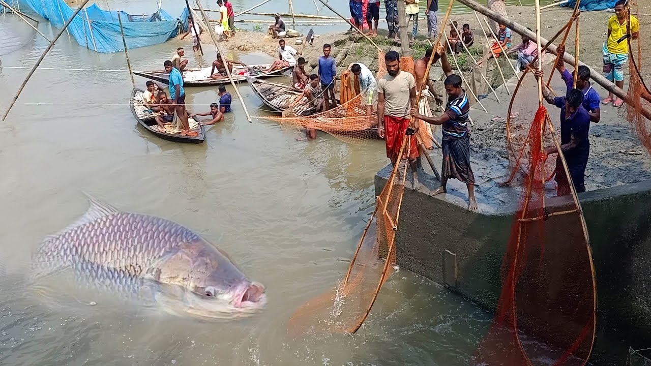 Catching huge fish by small triangular net. - YouTube