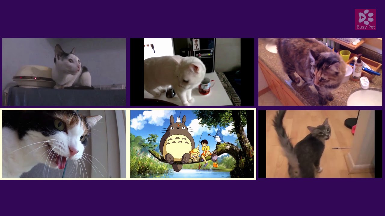 Cats Meowing MY NEIGHBOR TOTORO (short excerpt) (A capella) [Japanese ...