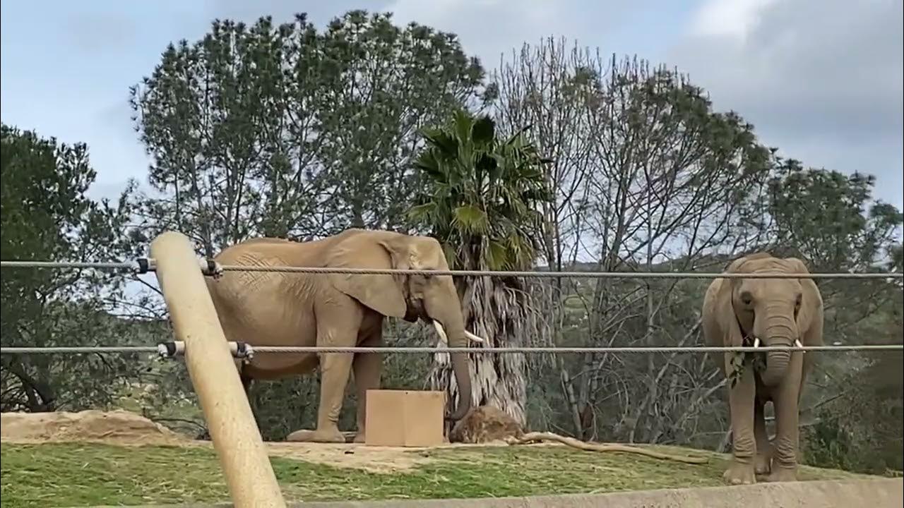 Elephants - San Diego Zoo Safari Park - YouTube
