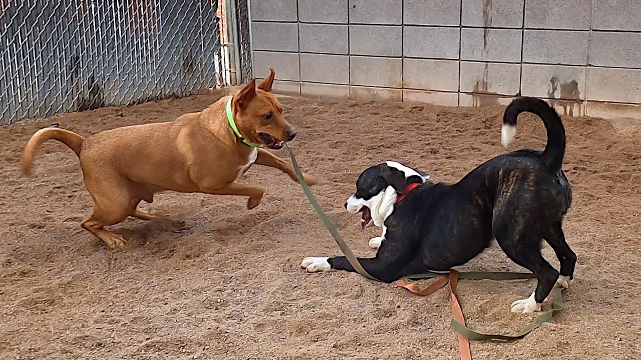 Dogs playing: Episode 64 - YouTube