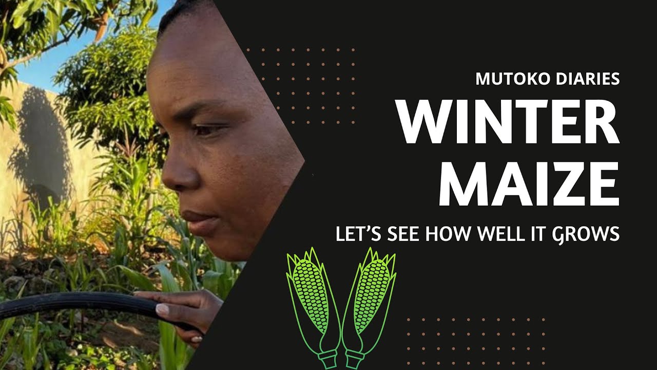 Winter Maize Planting | Mutoko Diaries - YouTube