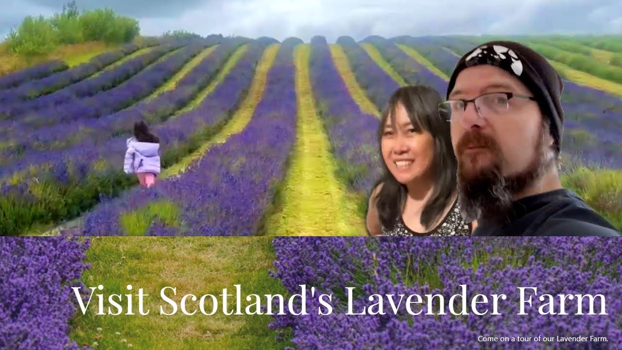 SCOTLAND'S LAVENDER FARM at Kinross | SCOTTISH LAVENDER OILS #lavender ...