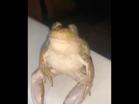 sup frog - YouTube