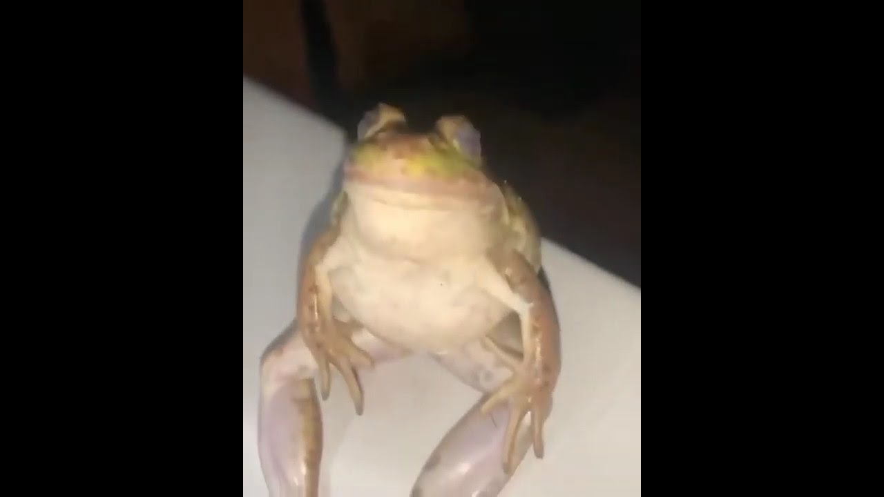 sup frog - YouTube